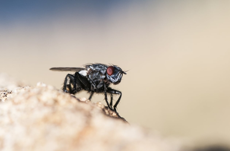 Recognizing and Treating Myiasis: A Comprehensive Guide